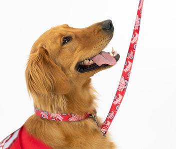 The Official Store of The Ohio State University | Buckeyes Fan Gear ...